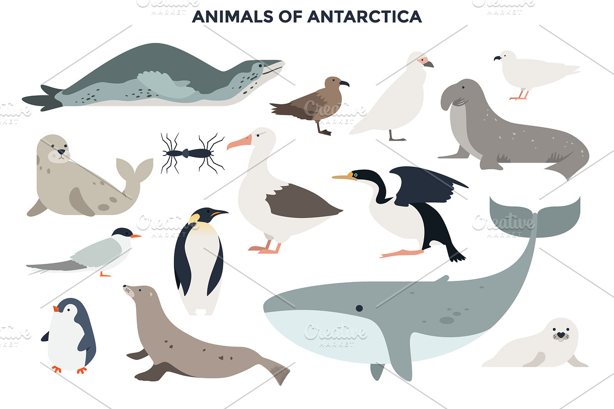 187 Animals Of The World, an Animal Illustration by Andrew Kras Design