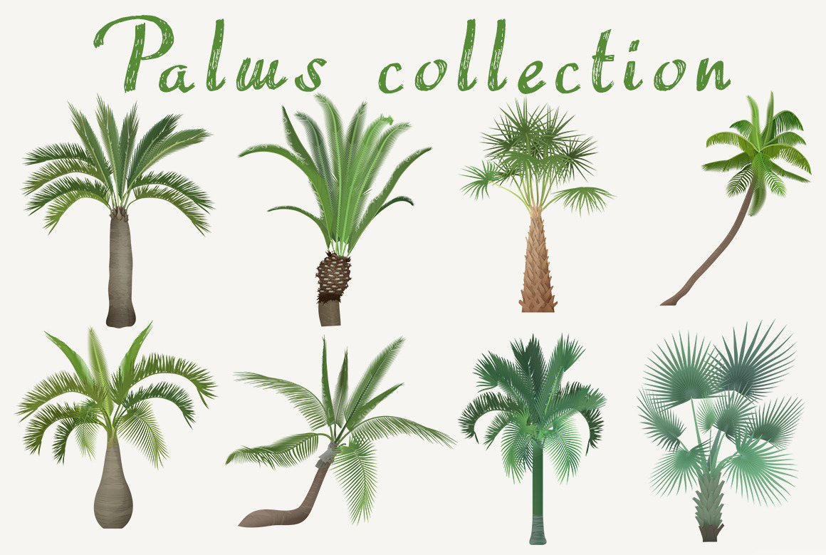 Exotic tropical realistic palm tree, a Background Graphic by Lemberg Vector