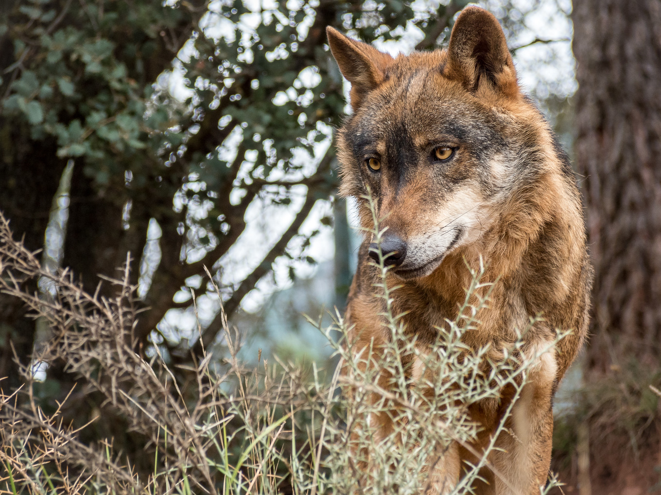 Iberian wolf portrait featuring wolf, wildlife, and iberian, an Animal ...