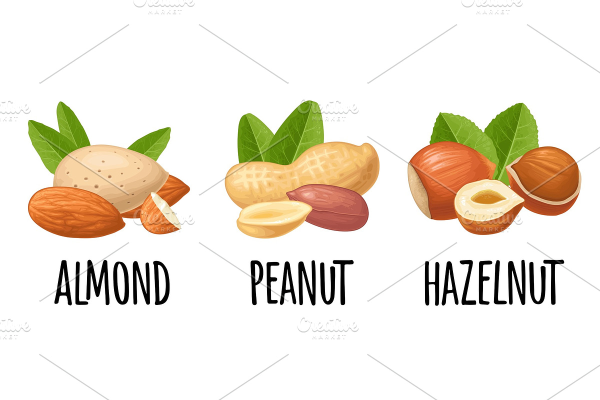Set whole and half hazelnut, peanut, an Illustration by MoreVector