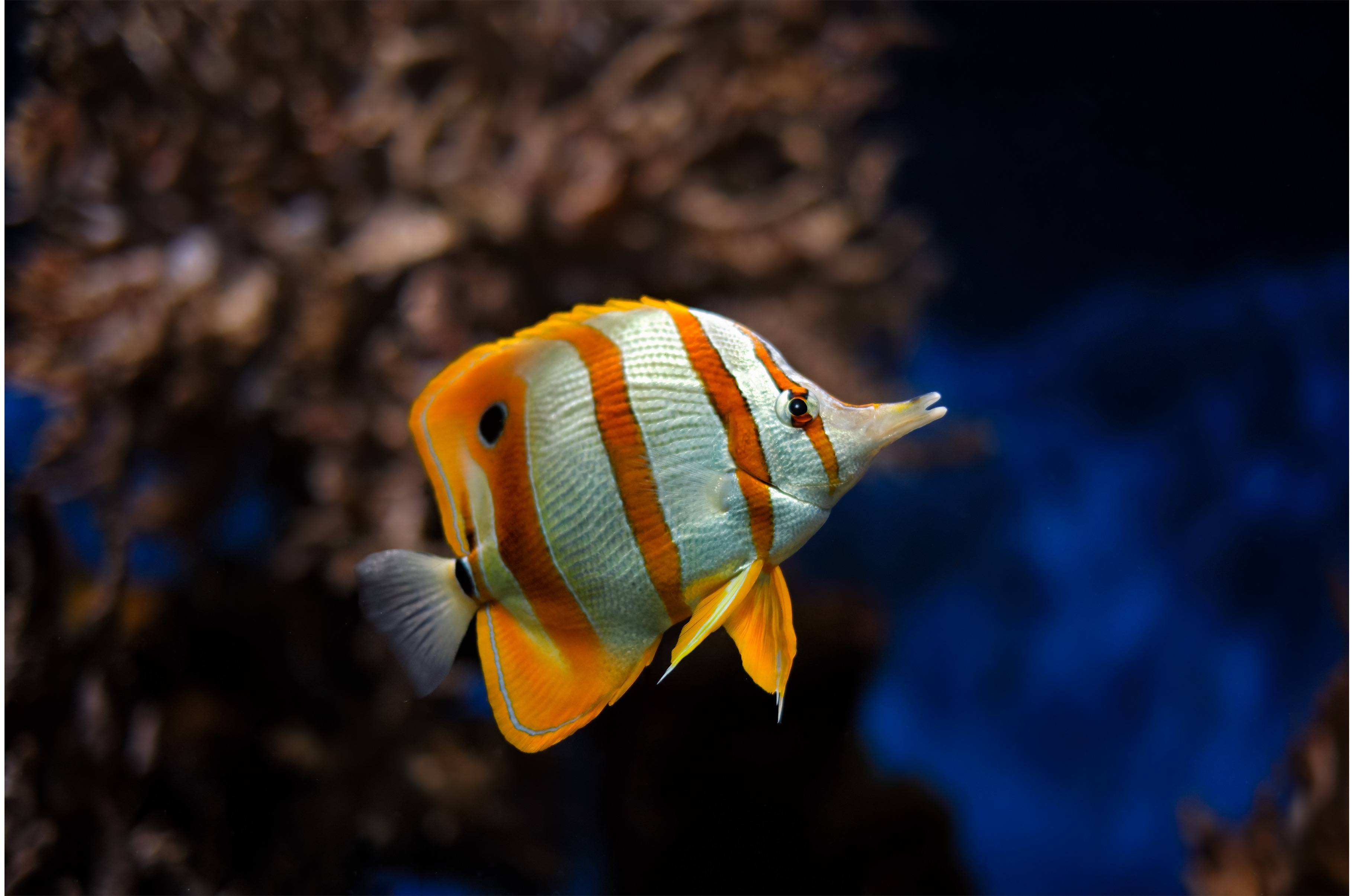 Copperband butterflyfish Chelmon, an Animal Photo by f9photos