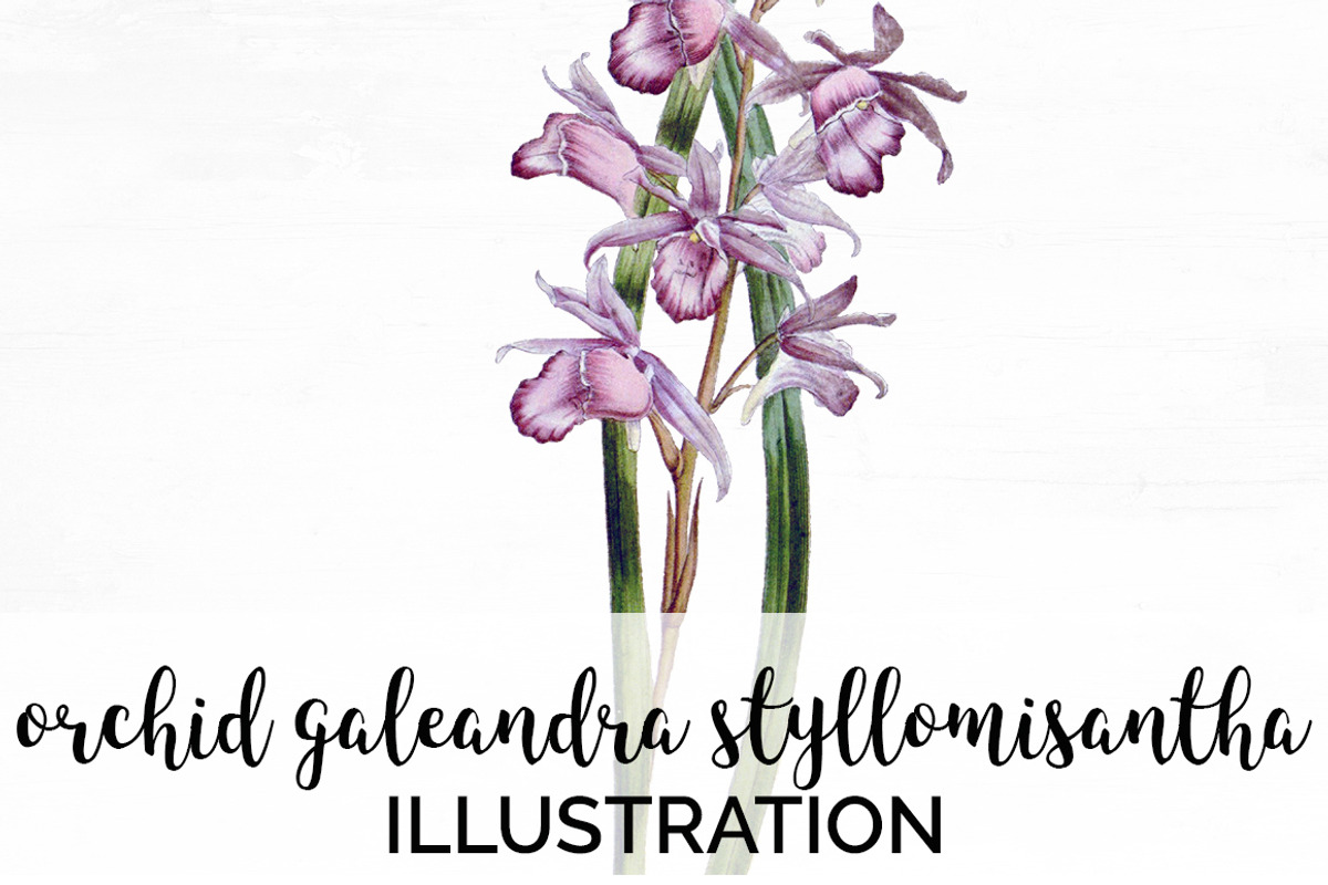 Orchid Clipart, an Illustration by Enliven Designs