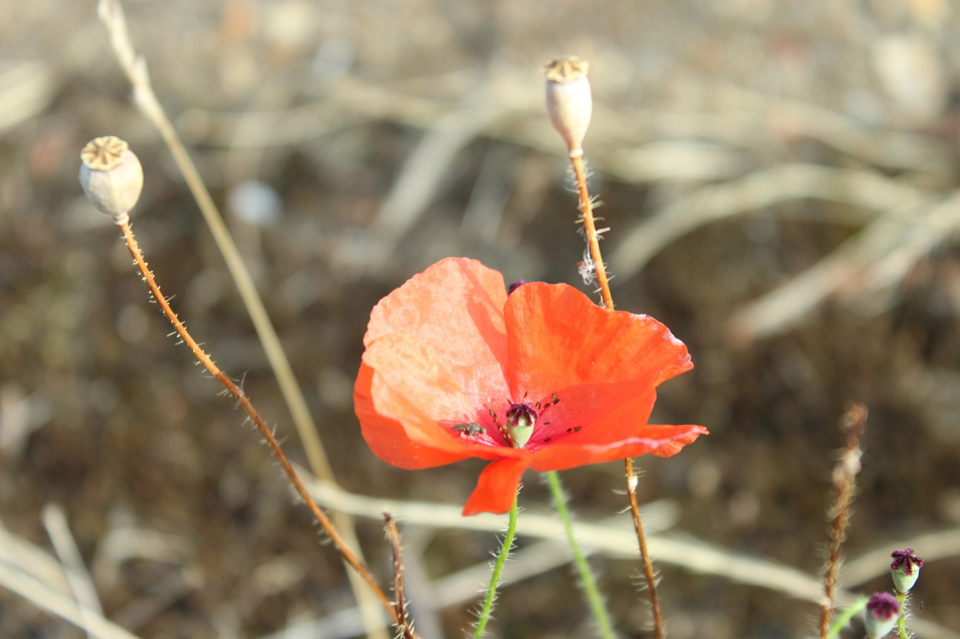 Red Poppy and Seed Pod Seaside, a Photo by Corner Croft Mockups