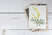 Australian Yellow Wattle Flower, an Illustration by Patterns for Dessert