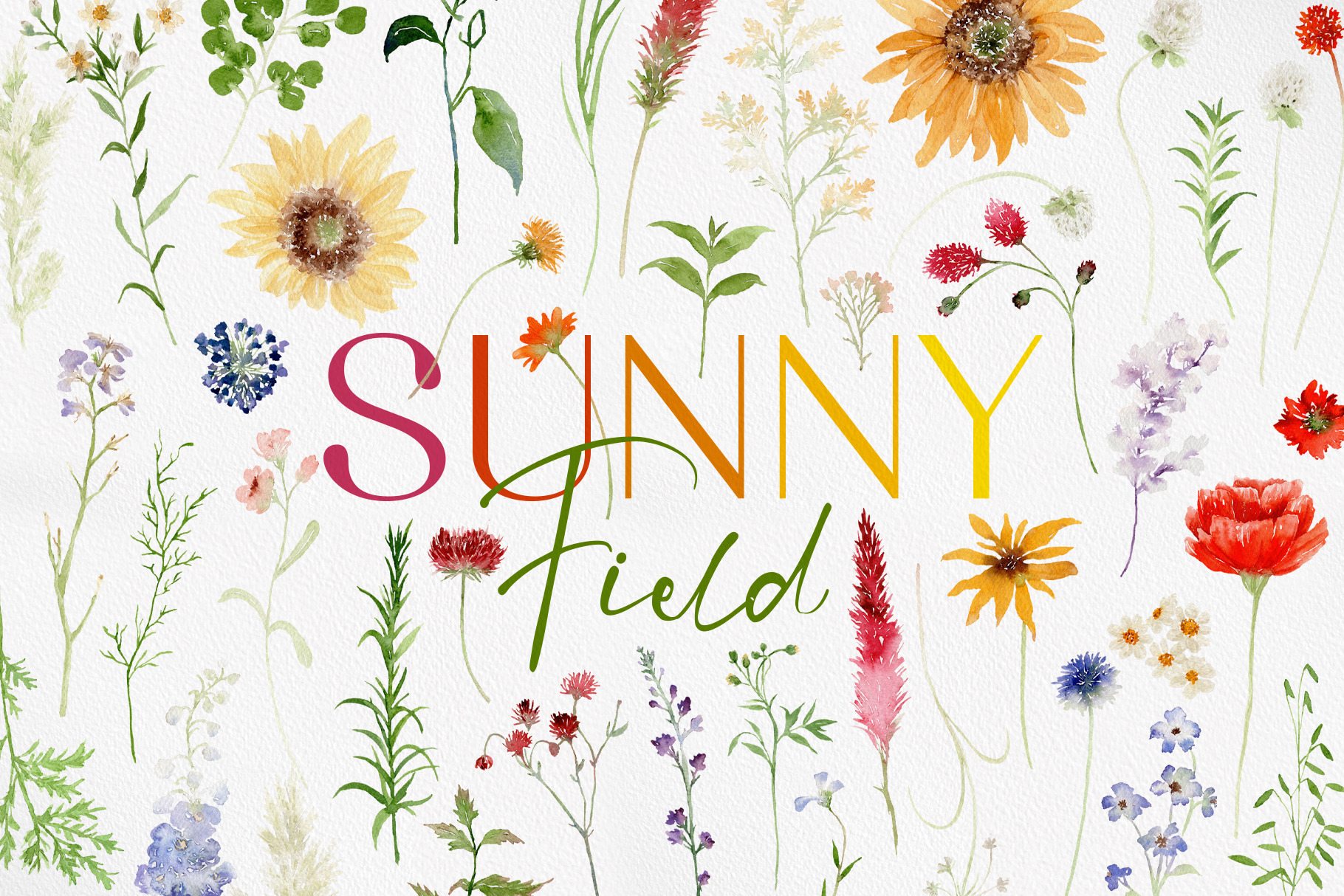 Watercolor Flower - SUNNY Field, a Decorative Illustration by Beigetime