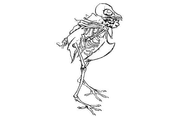 Pigeon dove bird skeleton vector, an Animal Illustration by Art By ...