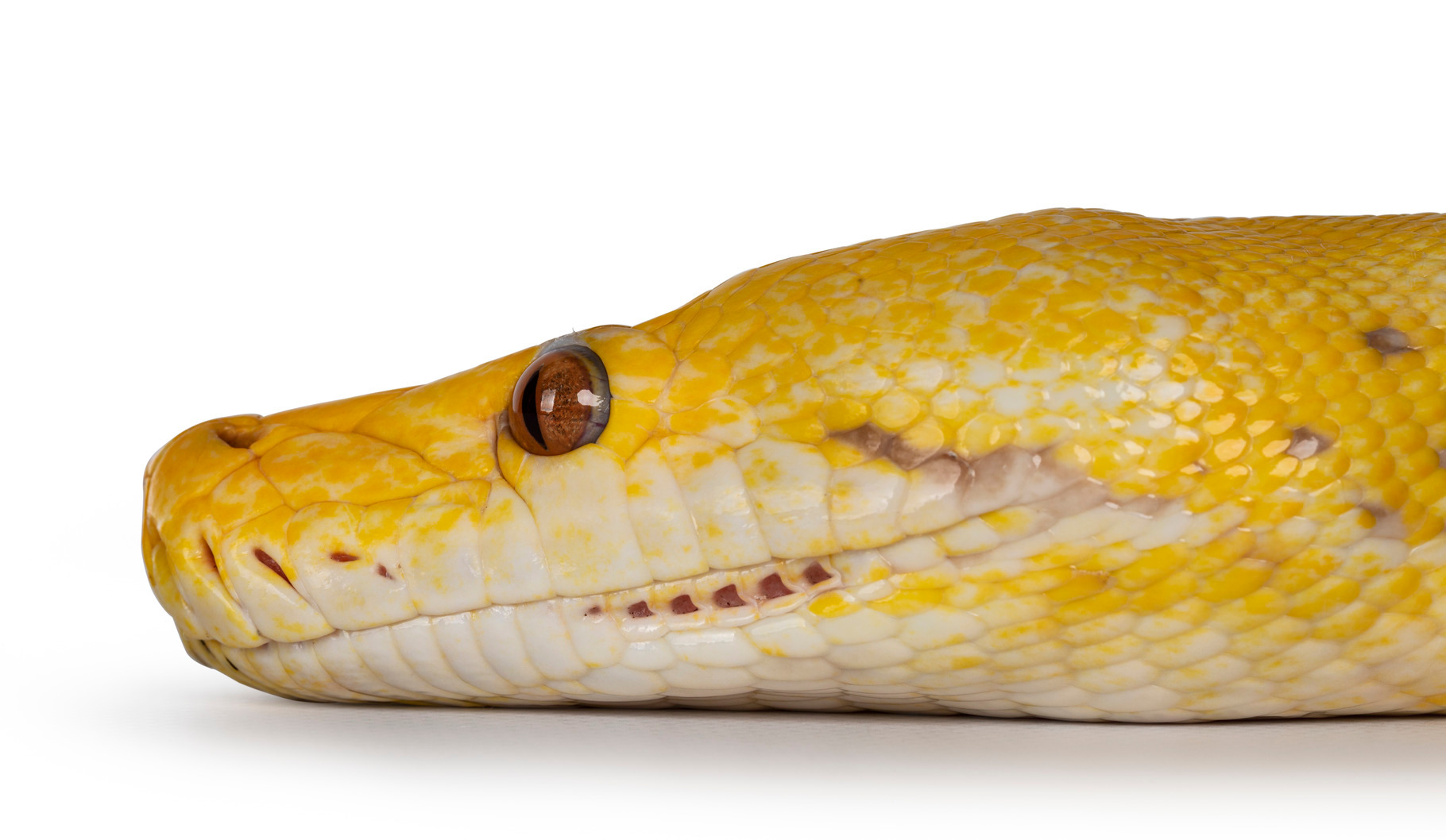 Reticulated python snake on white background, an Animal Photo by Cat ...
