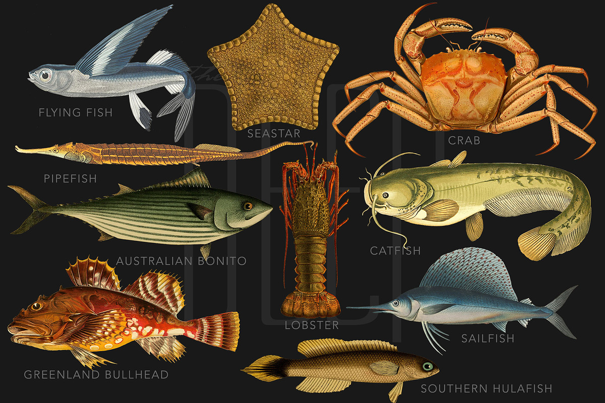 The Deep Sea Creature Illustrations, an Illustration by Eclectic Anthology