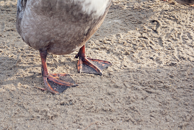 Duck feet in the sand featuring duck out of water, web, and webbed feet ...