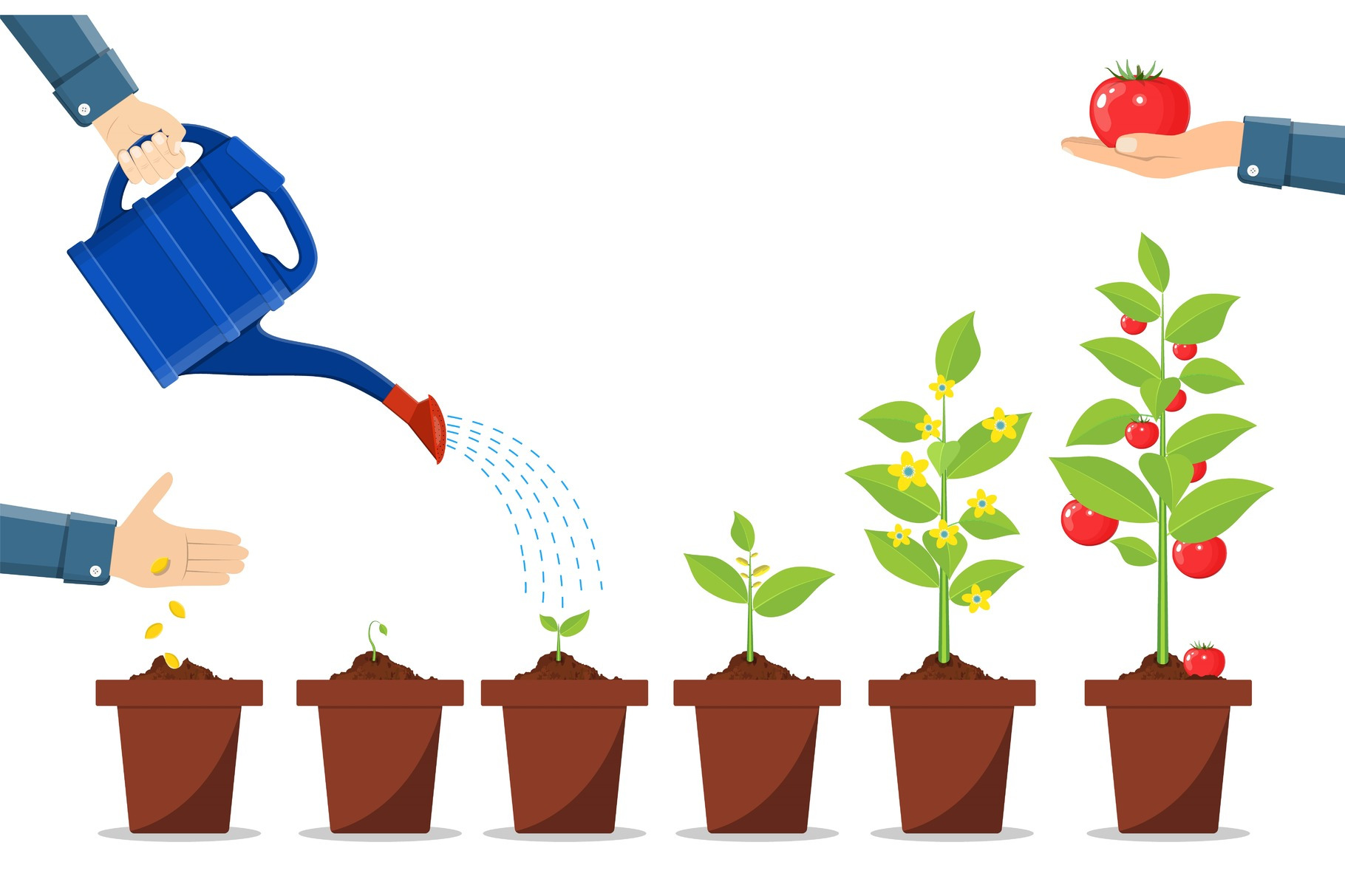 Growth of plant in pot, from sprout to vegetable., a Work Illustration ...