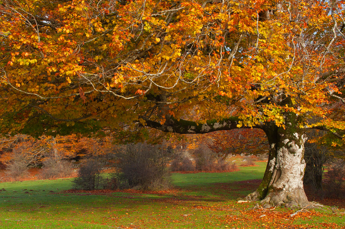 Trees in autumn featuring autumn, fall, and tree, a Nature Photo by ...
