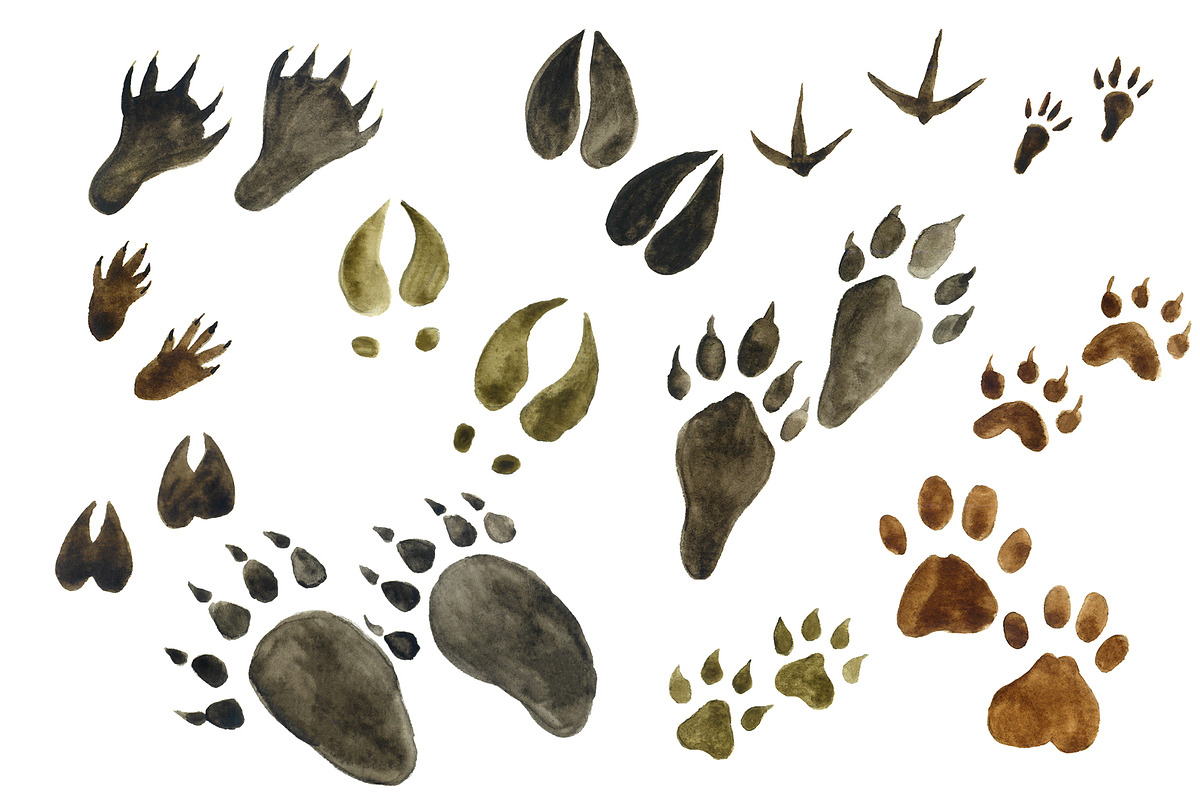 Watercolor clipart Animals track png, an Animal Illustration by ...