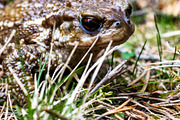 Close up portrait of a toad featuring amphibia, amphibian, and animal ...