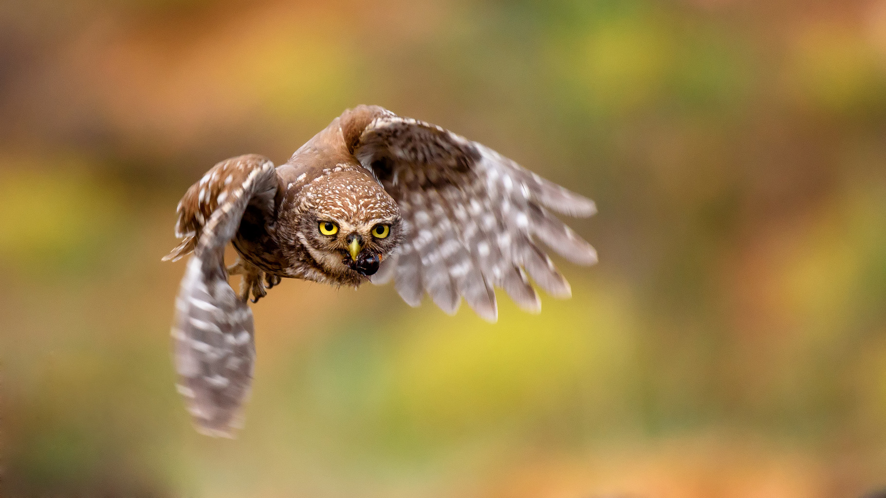 little owl is flying with prey, an Animal Photo by MriyaWildlife