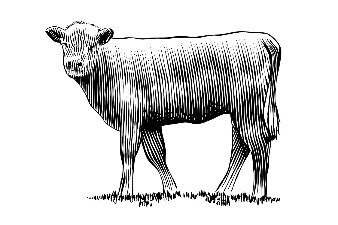 Calf, an Animal Illustration by blue67sign | Creative Market