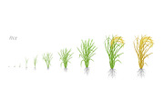 Growth stages of rice plant. | Food Illustrations ~ Creative Market