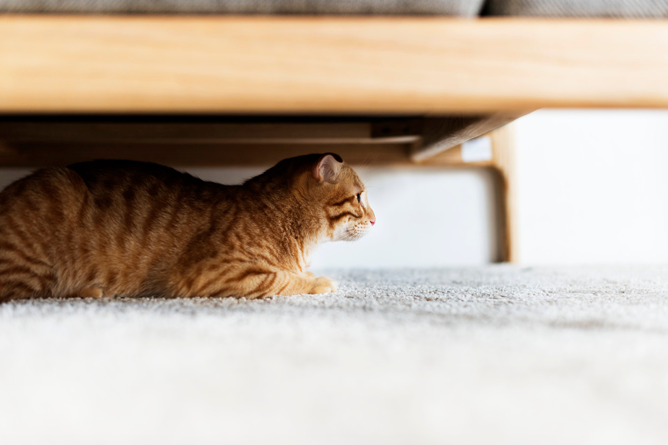 A cat hiding under a couch containing alone, animal, and carpet, an ...