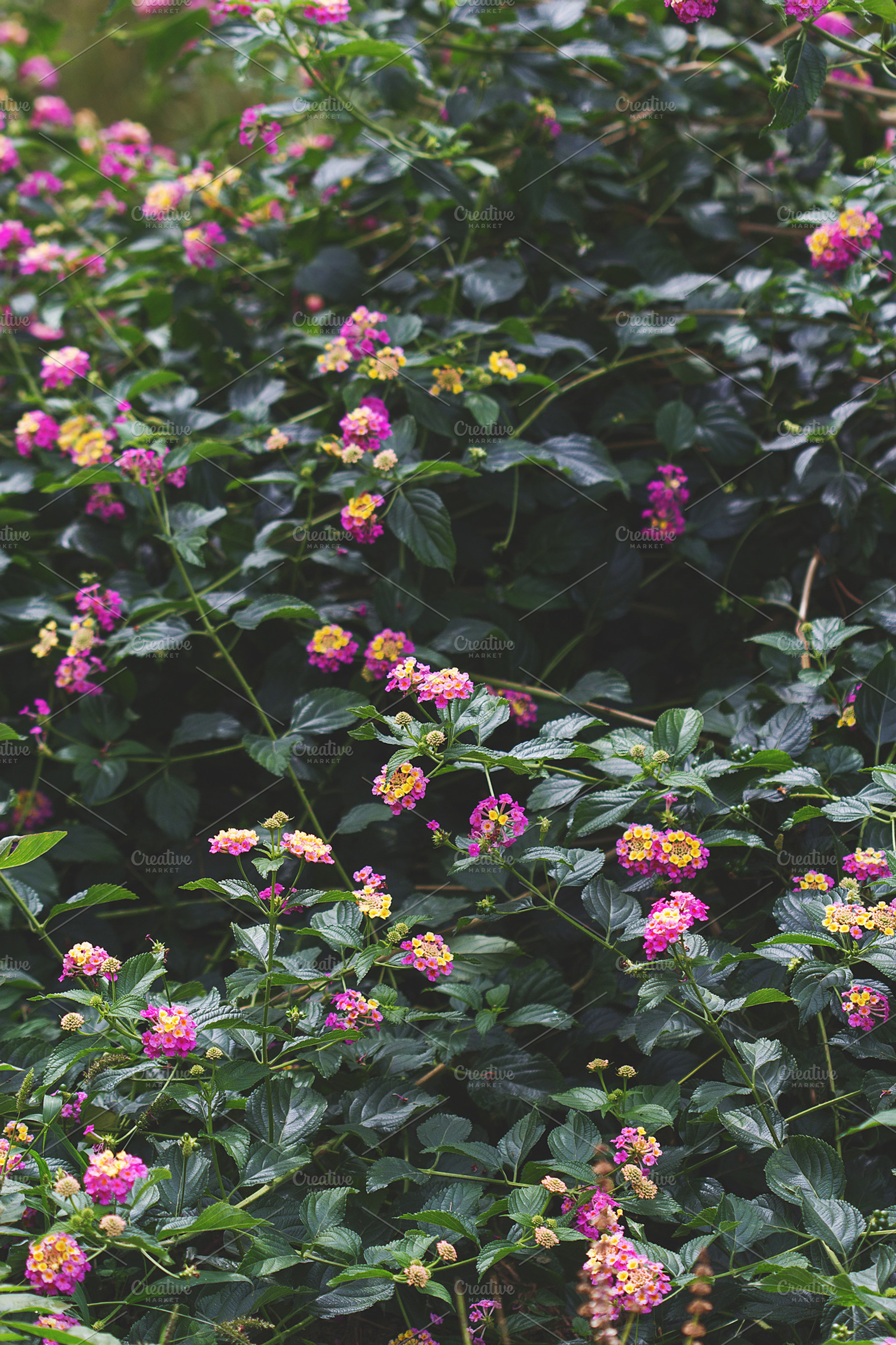 Lantana flowers pattern, a Nature Photo by Maria Dattola Photography ...