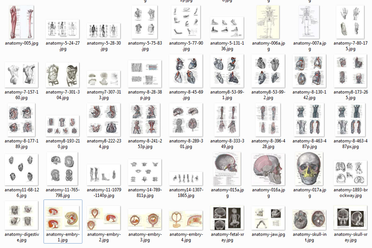 Human Anatomy Collection, a Person Illustration by cascoly