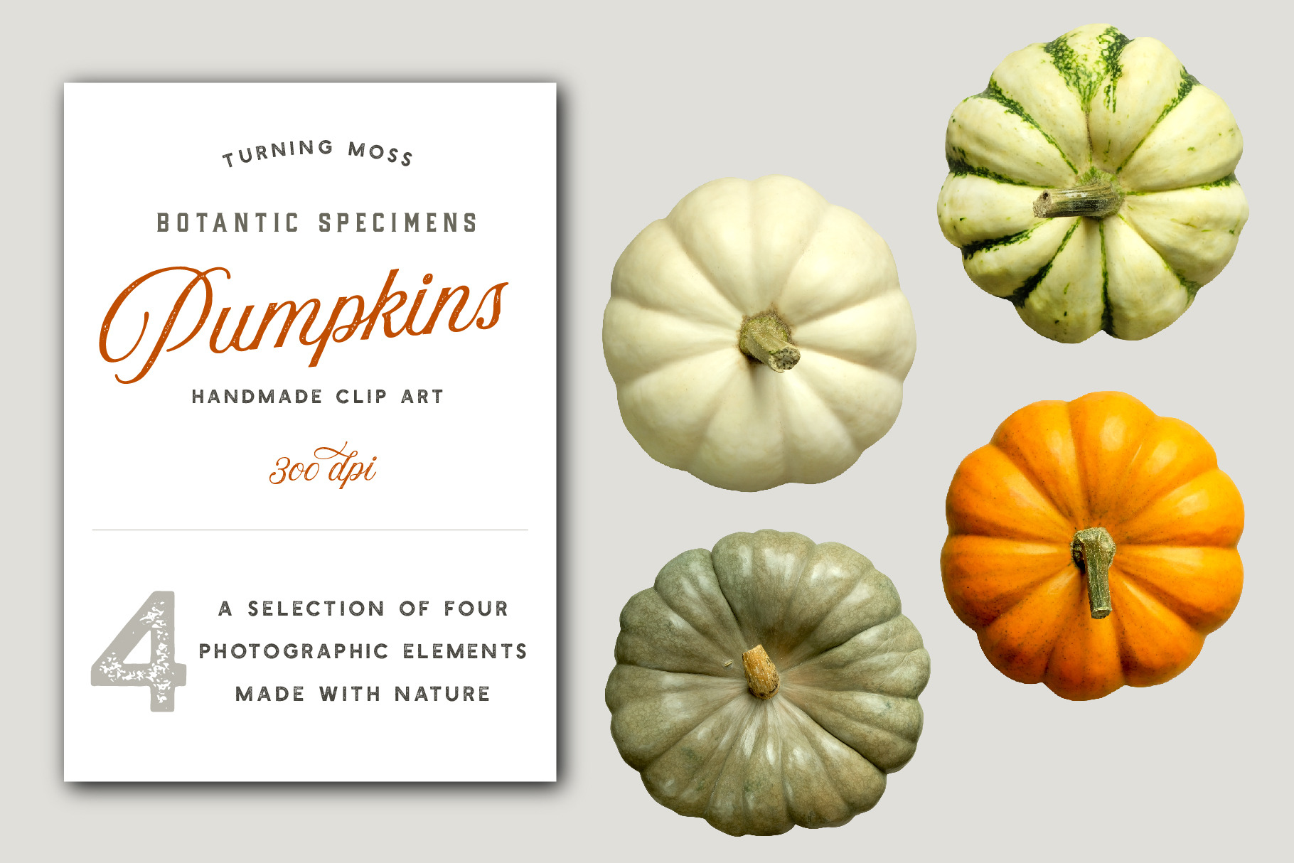 Pumpkins - Realistic Top View MockUp, an Object Graphic by Turning Moss