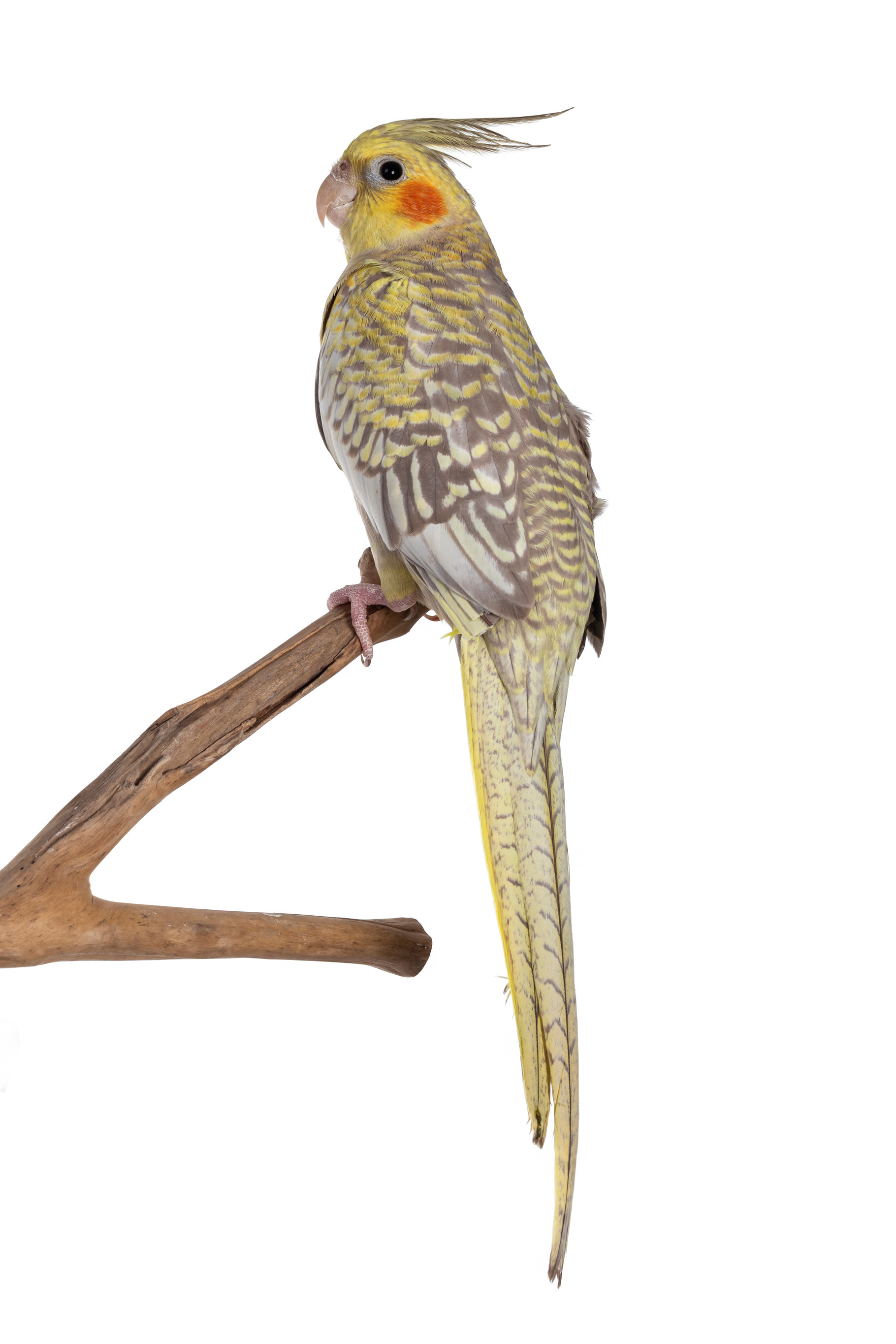 Female Cockatiel bird on transparent background, an Animal Photo by Cat ...