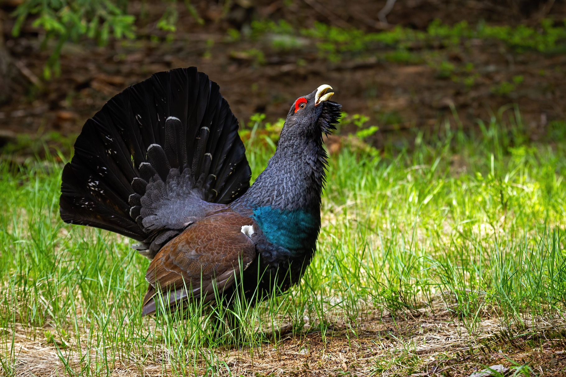 Beautiful western capercaillie, an Animal Photo by WildMedia
