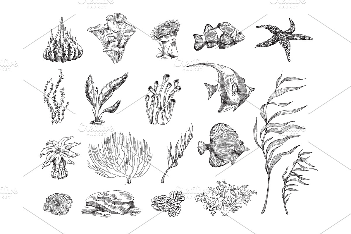 Set of coral reef elements in, an Animal Illustration by Sabelskaya