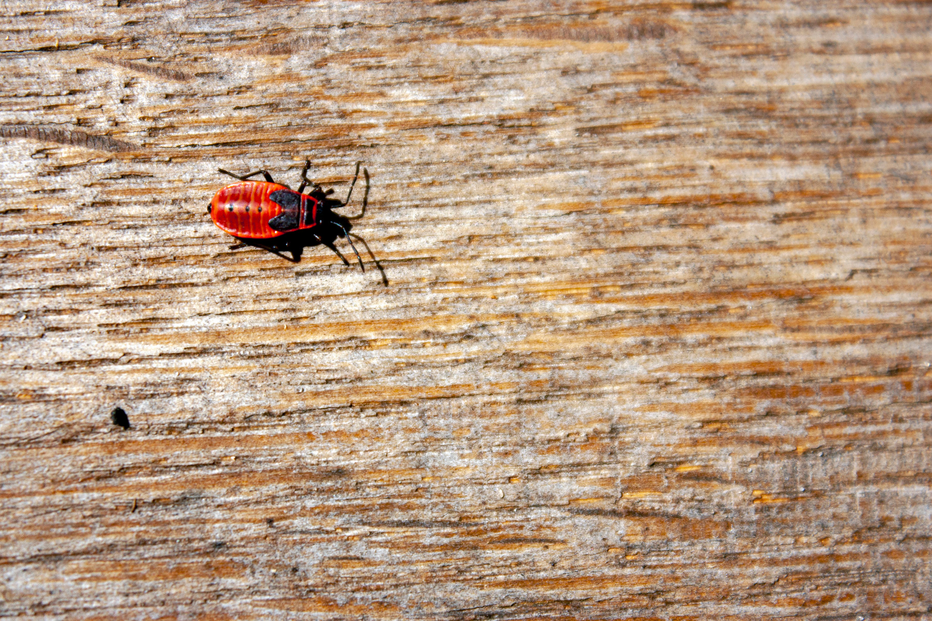 Red Pyrrhocoris apterus, top view, an Animal Photo by Schreibikus