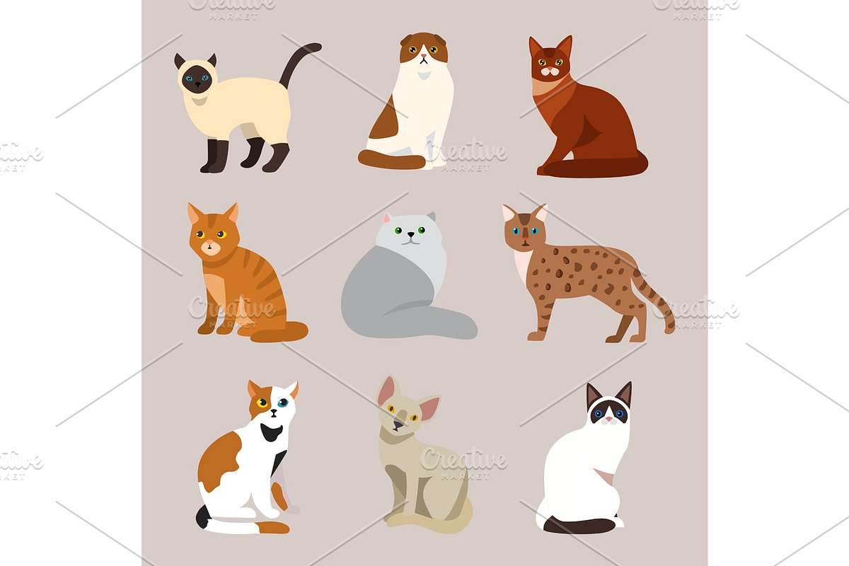 Cat breed cute pet portrait fluffy young adorable cartoon animal and ...