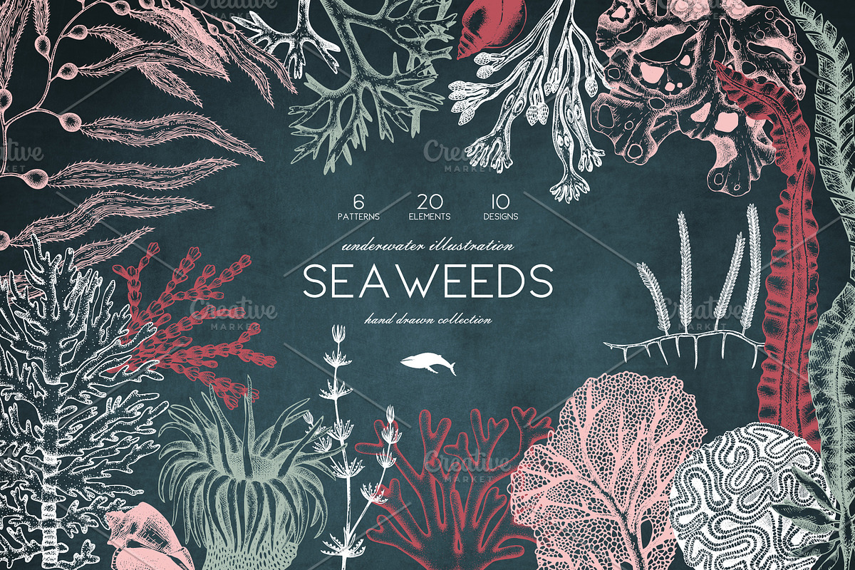 Vector Seaweeds Collection, an Object Graphic by Yevheniia