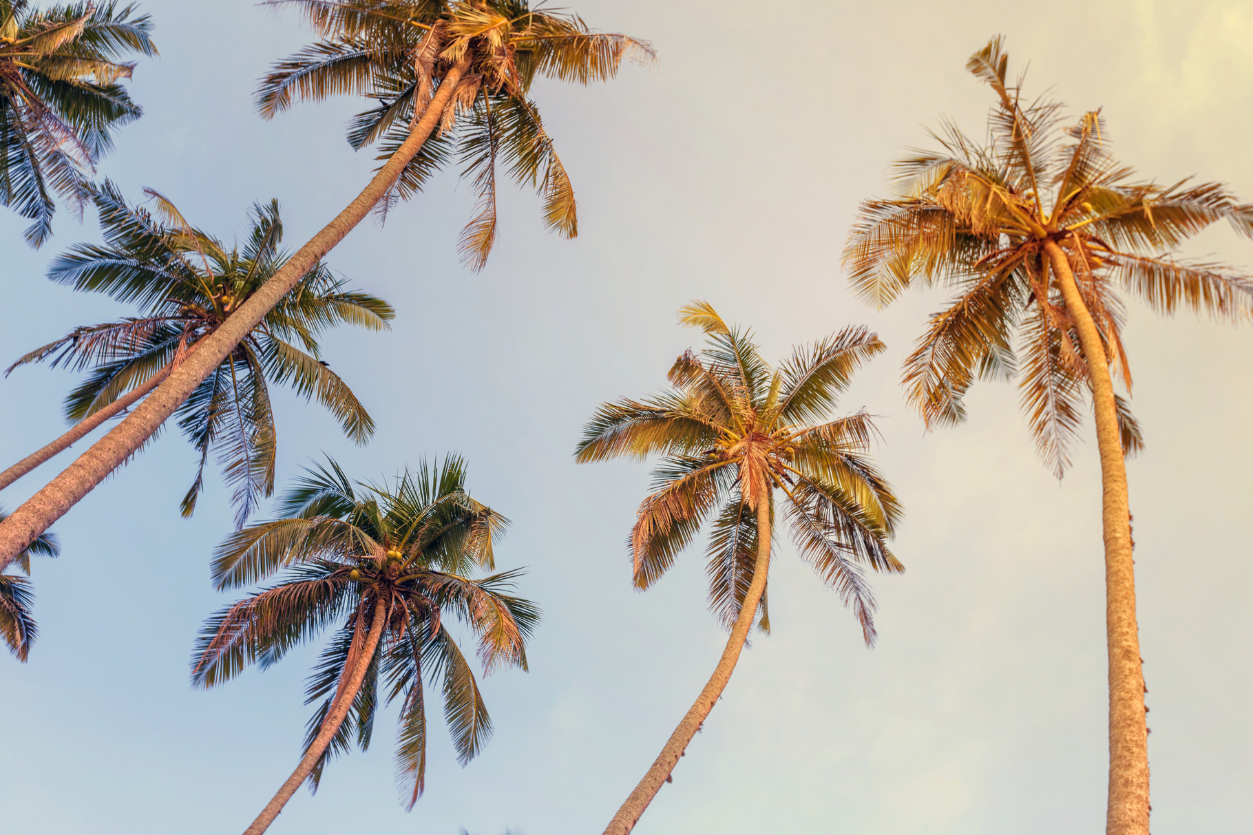 Silhouettes of palm trees featuring summer, nature, and sky, a Nature ...