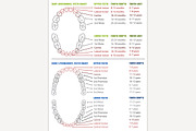 Human Teeth Infographic | Education Illustrations ~ Creative Market