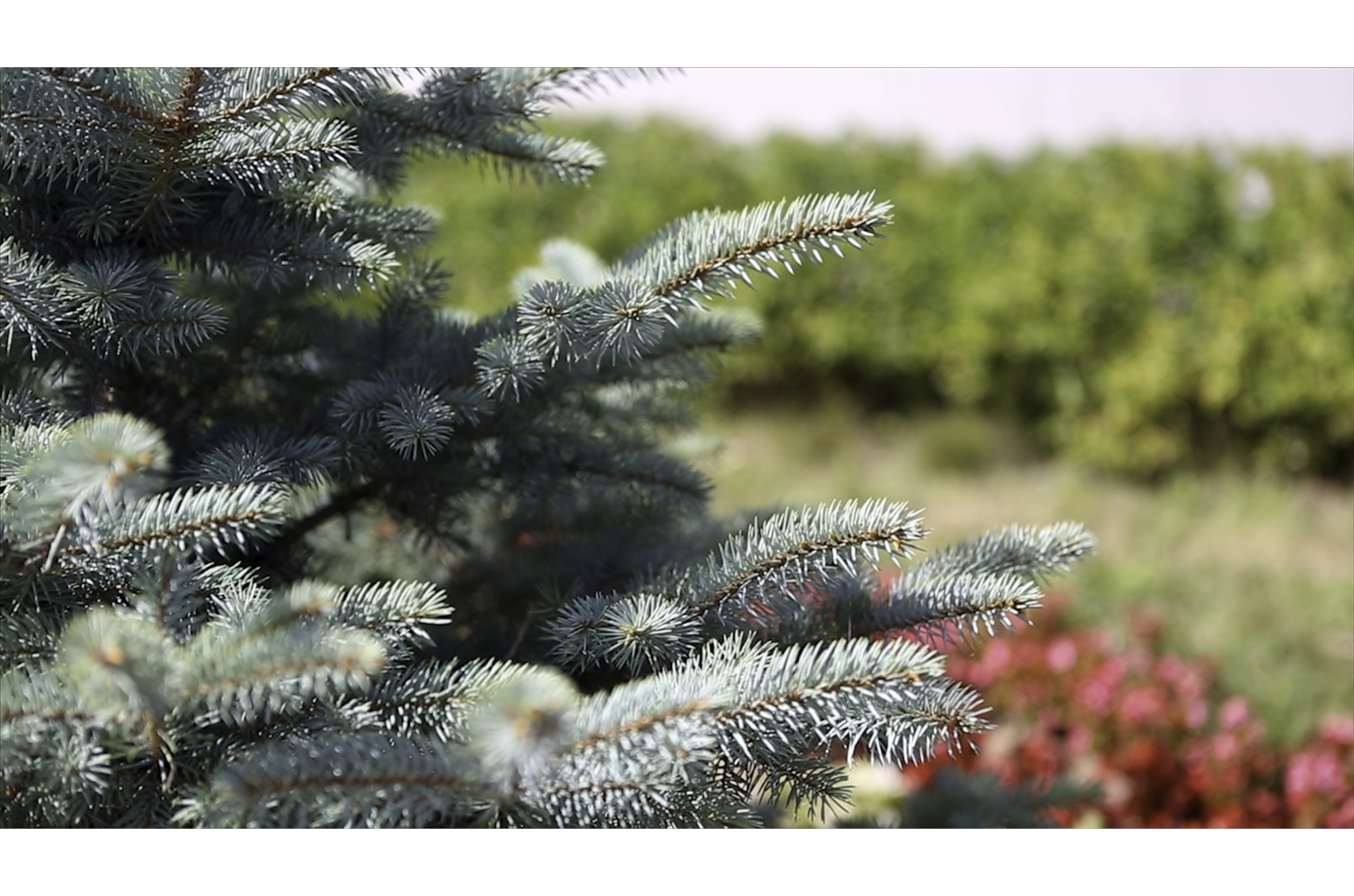 Green prickly branches of a fur-tree, a Background Graphic by Media ...