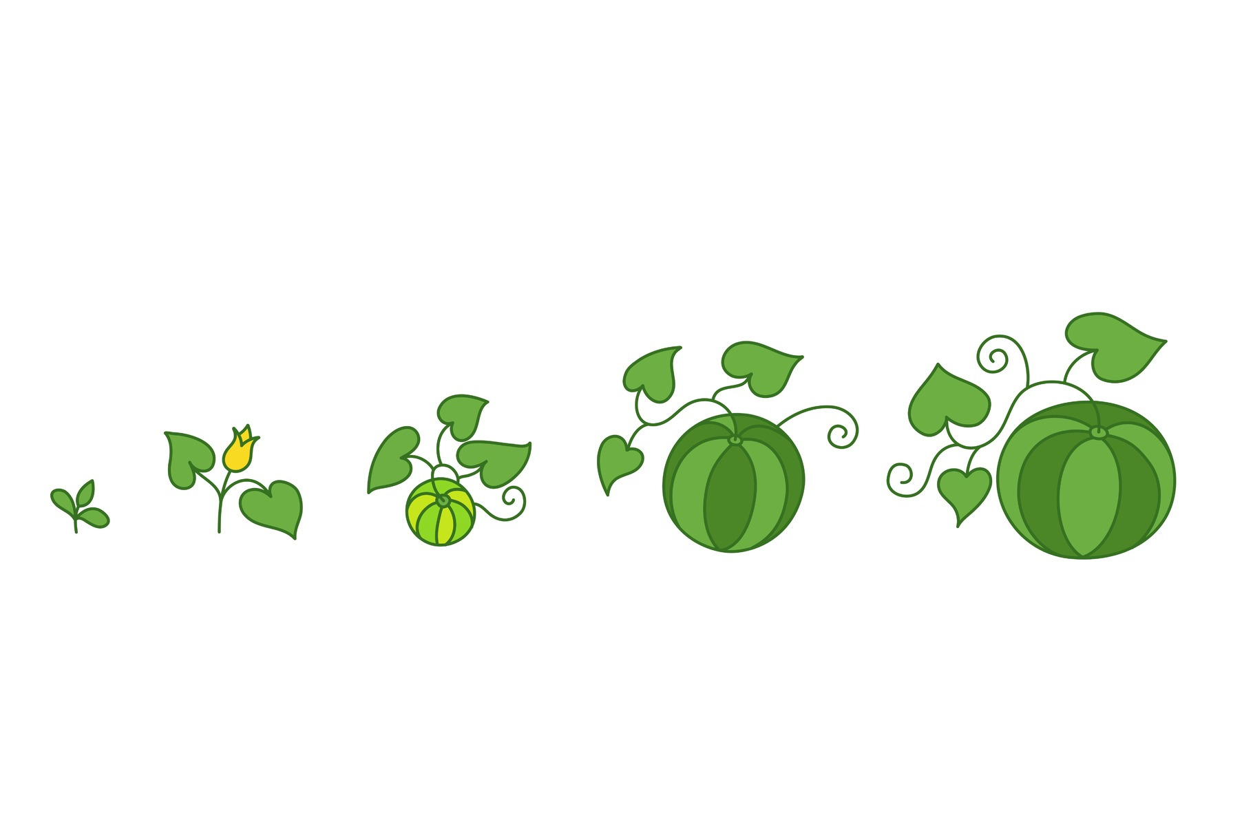 Watermelon plant. Growth stages | Illustrations ~ Creative Market