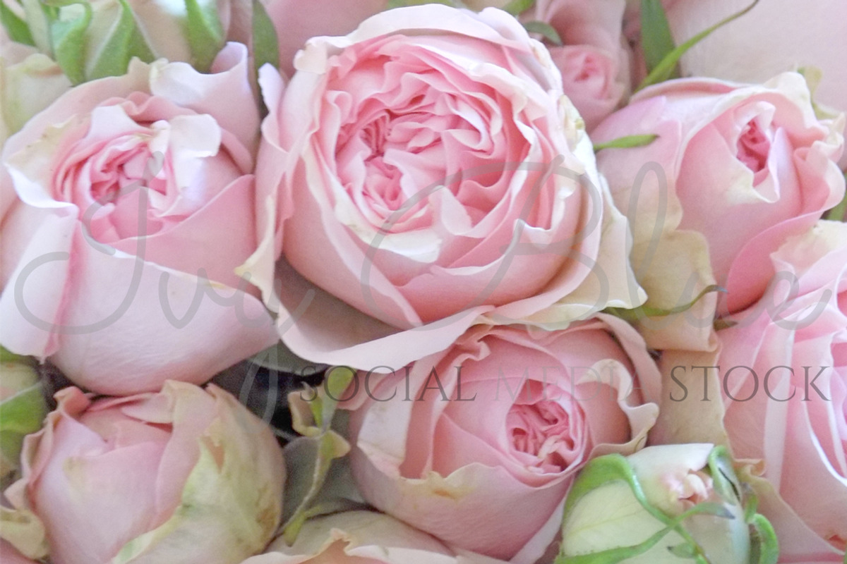 Rocking Rose - Pink Roses, a Product Mockup by Ivy Blue