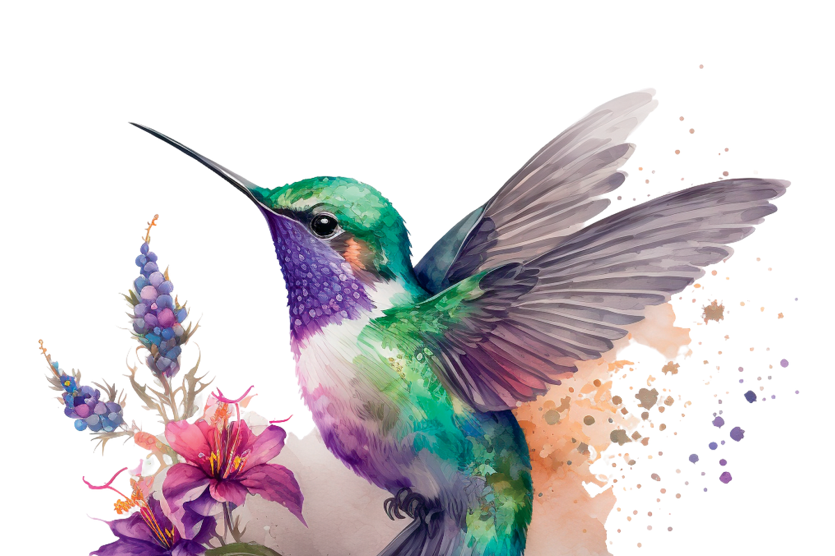 Hummingbird Watercolor Art