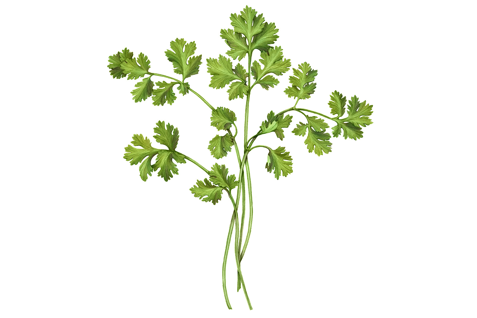 Cilantro Pencil Drawing Isolated | Food Illustrations ~ Creative Market