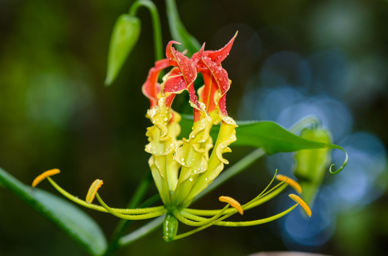 Flowers of Gloriosa Superba, a Photo by yongkiet jitwattanatam