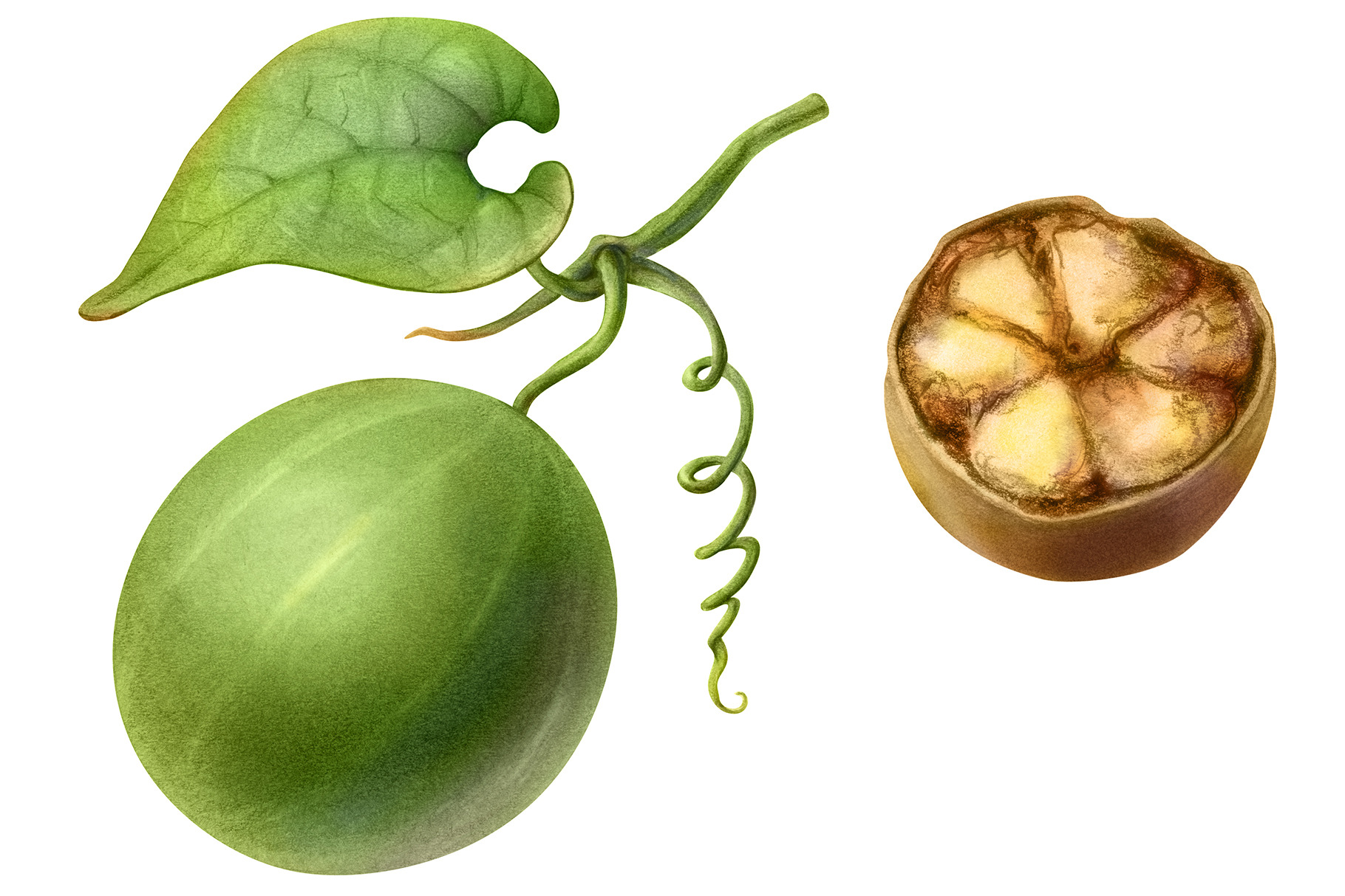 Monk Fruit Pencil Illustration, a Food Illustration by Anna Repp ...