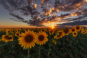 Sunset over a sunflower field, a Nature Photo by PhotoNature