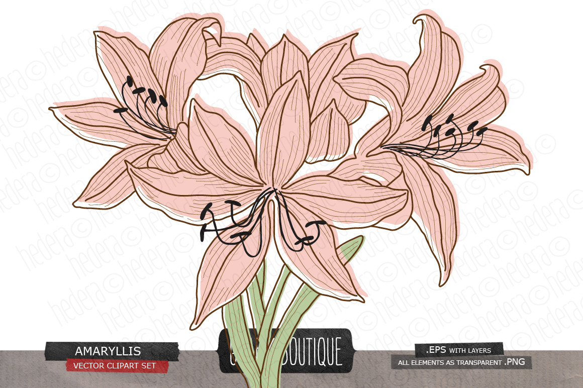 Amaryllis flower vector clip art | Illustrations ~ Creative Market