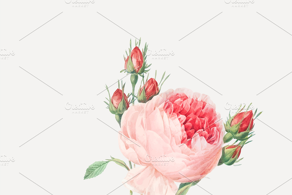 Vintage pink cabbage rose vector, a Decorative Illustration by rawpixel