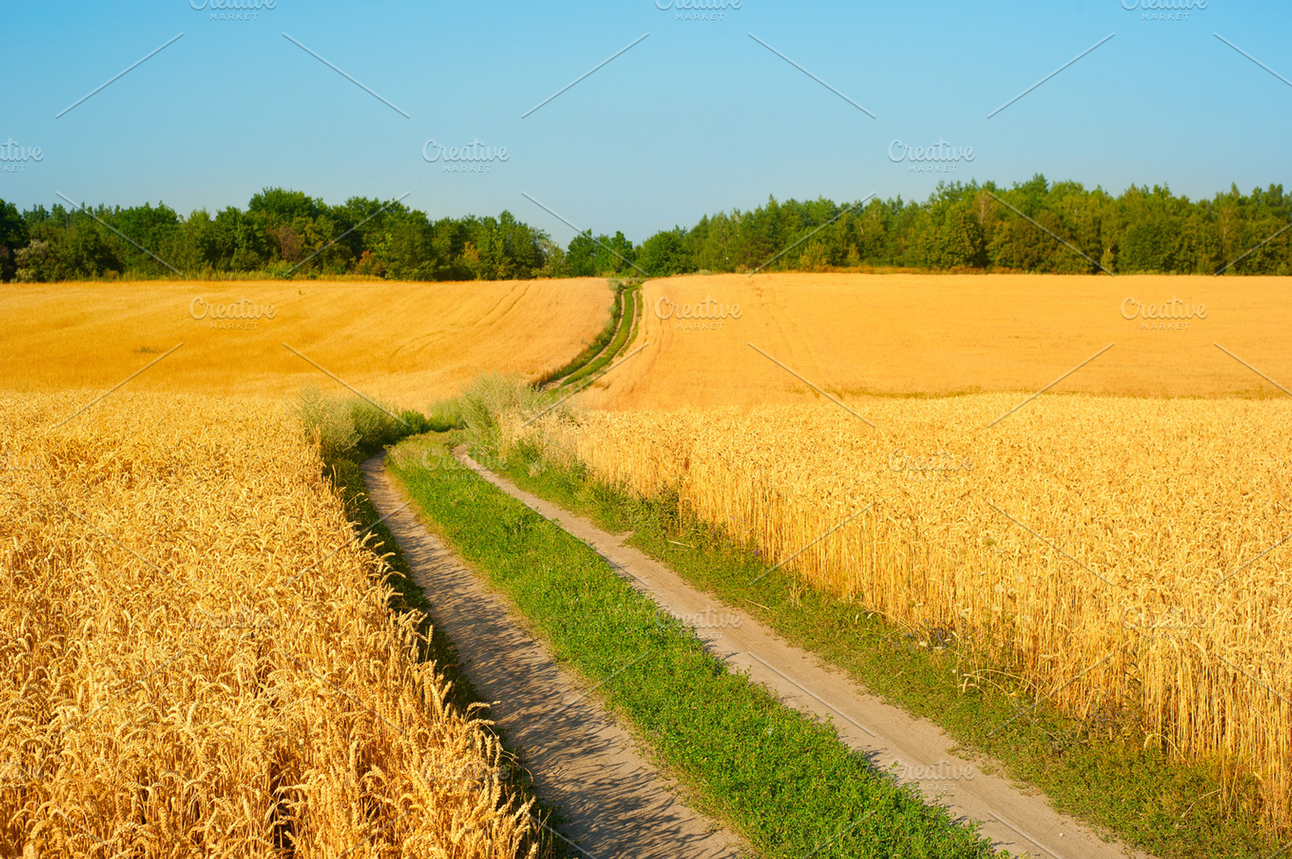 Wheat field background, a Nature Photo by joyt