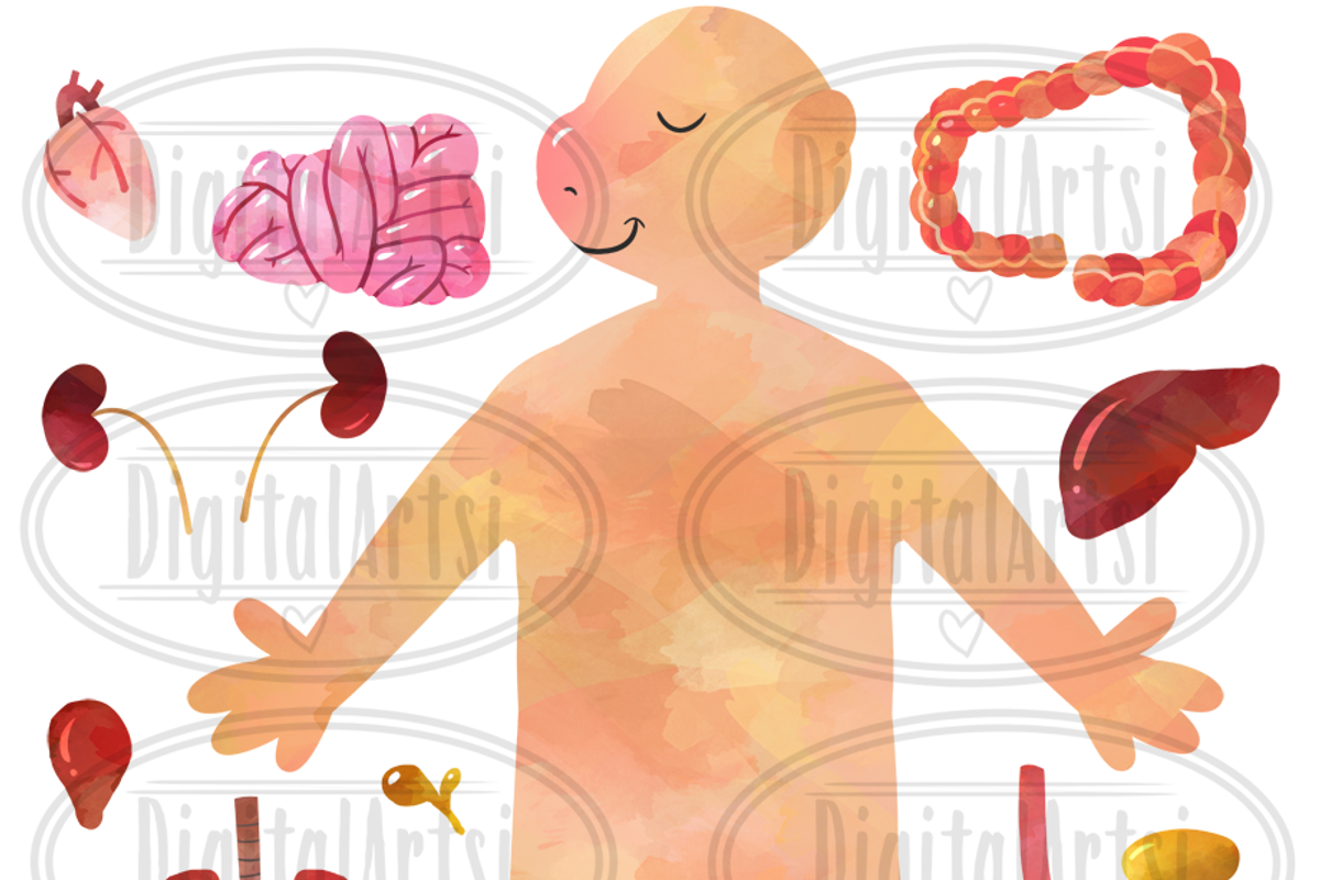 Watercolor Human Anatomy Clipart, an Education Illustration by ...