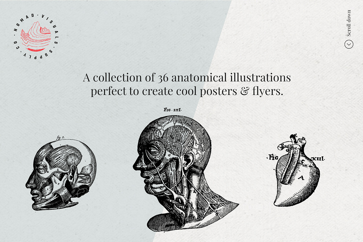 Anatomy illustrations, an Illustration by Nomad Visuals