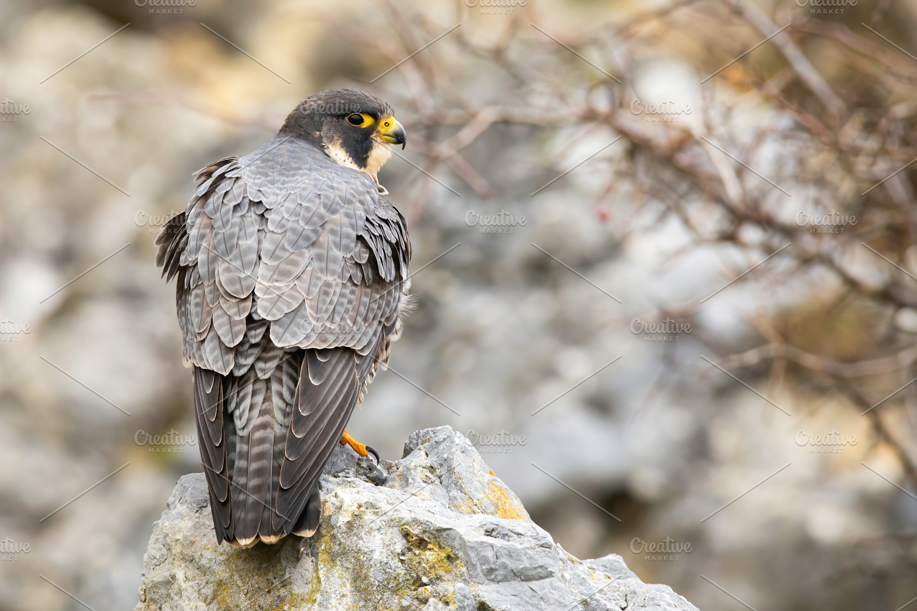Dominant peregrine falcon standing, an Animal Photo by WildMedia ...