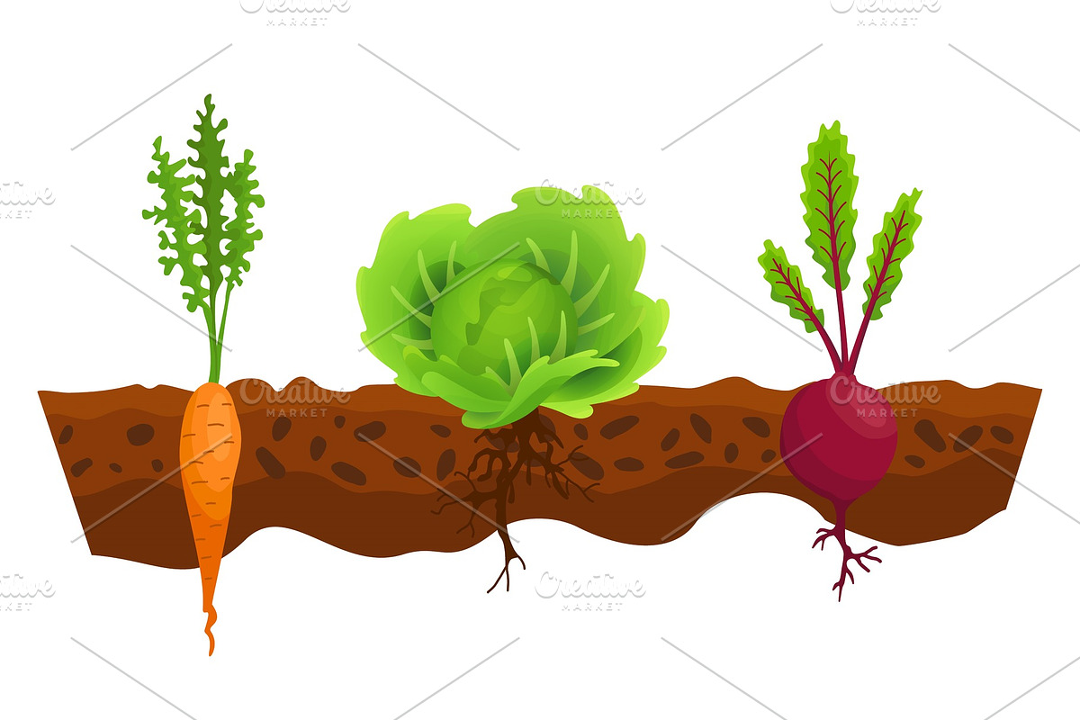 Vegetables growing in the ground, a Food Illustration by the8monkey
