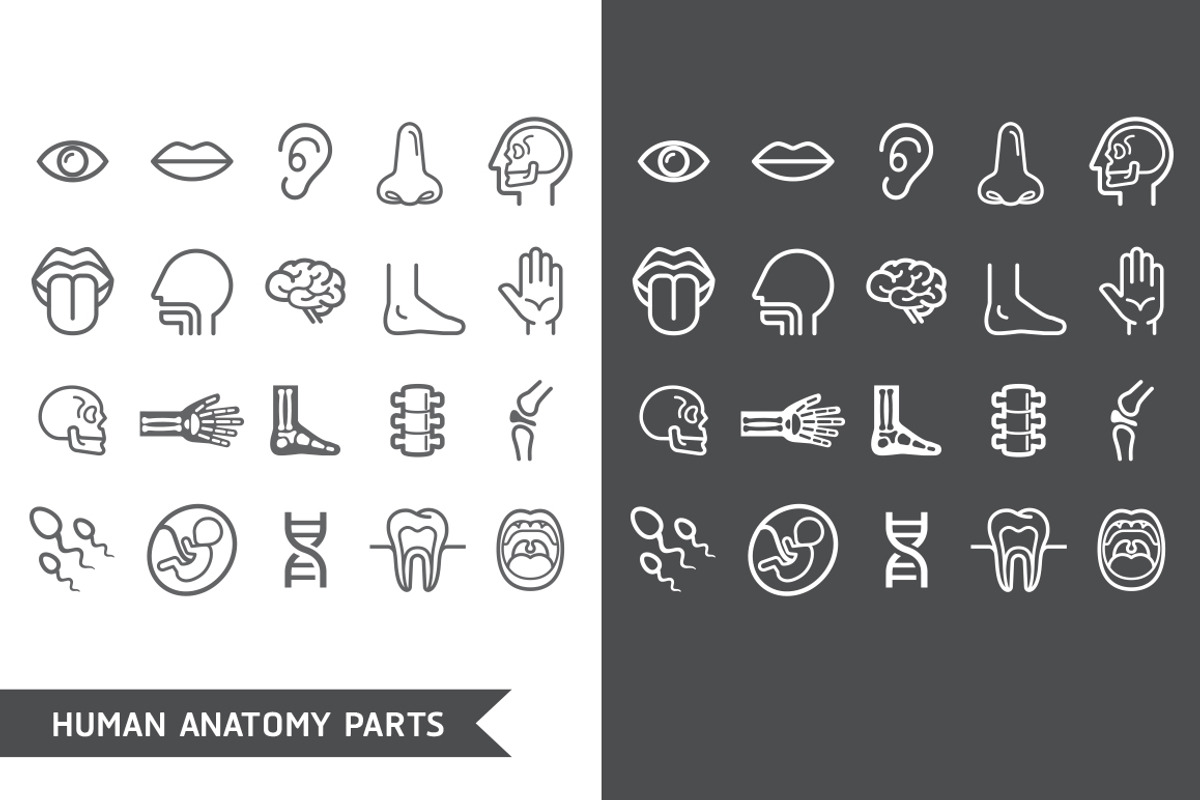 Human Anatomy Body Parts Icons, an Icon by Graphixmania