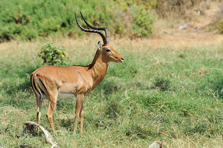 Impala stock photo containing impala and animal, an Animal Photo by Byrdyak