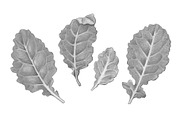 Baby Kale Leaves Pencil Illustration, a Food Illustration by Anna Repp ...